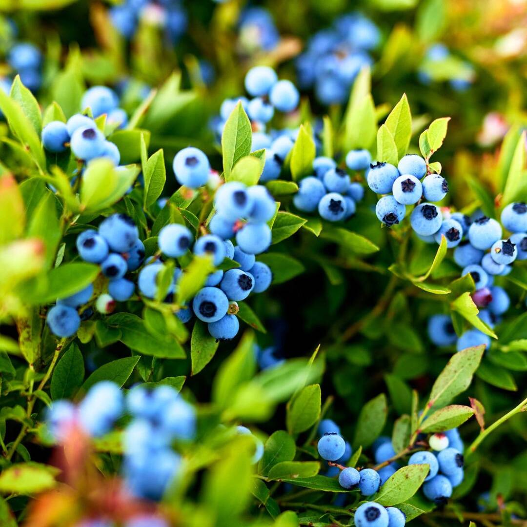 Organic Maine Wild Blueberries | BURKE HILL FARM